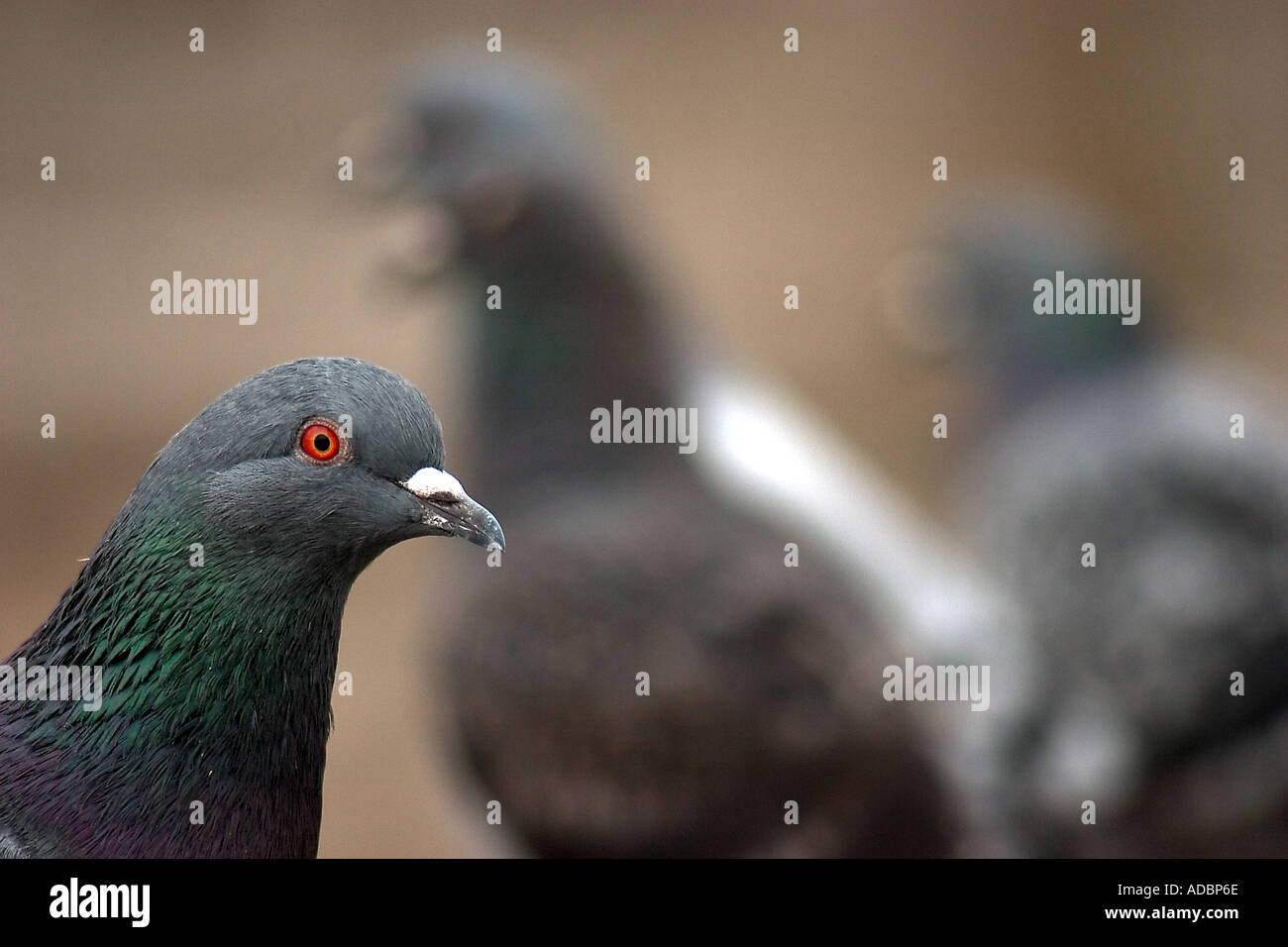 Dove doves pigeon pigeons bird birds -Fotos und -Bildmaterial in hoher ...