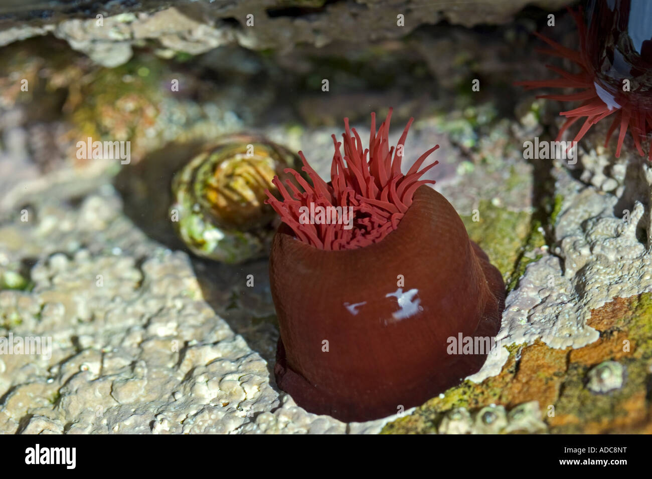 Actinia Equina, Mikrokügelchen Anemone in Cornish rockpool ...
