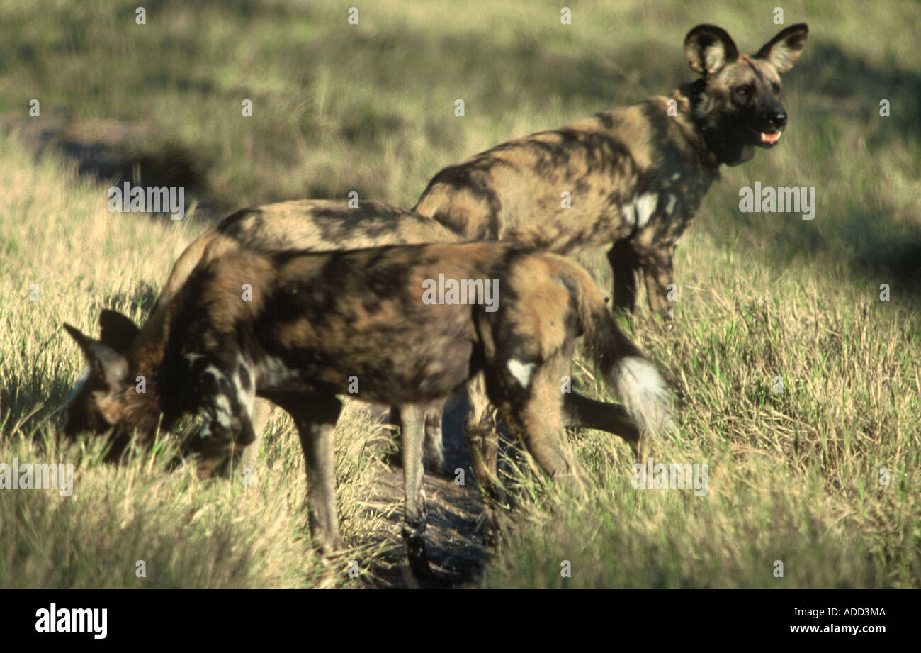 Lyacon pictus -Fotos und -Bildmaterial in hoher Auflösung – Alamy