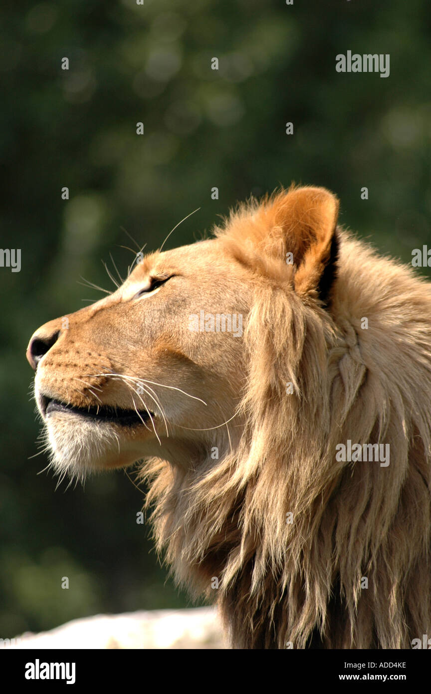 Roter löwe rote sonne -Fotos und -Bildmaterial in hoher Auflösung – Alamy