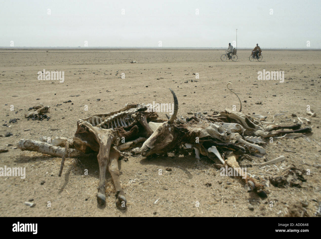 Tote tiere -Fotos und -Bildmaterial in hoher Auflösung – Alamy