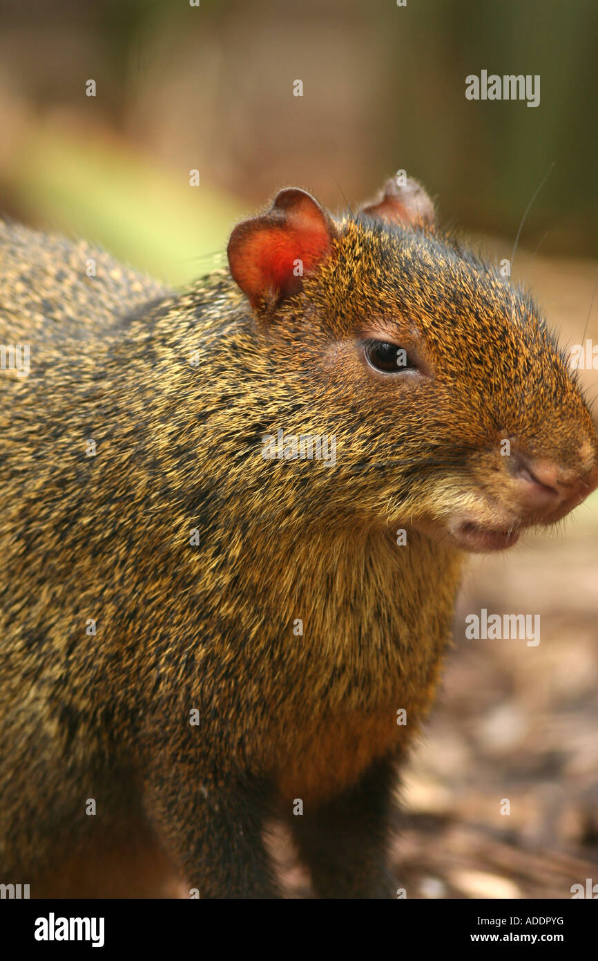 Azaras agouti tier -Fotos und -Bildmaterial in hoher Auflösung – Alamy