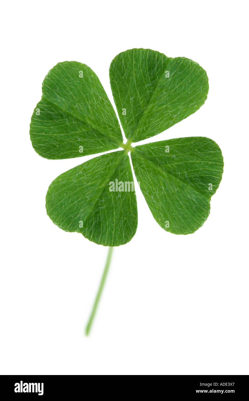 Four leaf clover icon -Fotos und -Bildmaterial in hoher Auflösung – Alamy