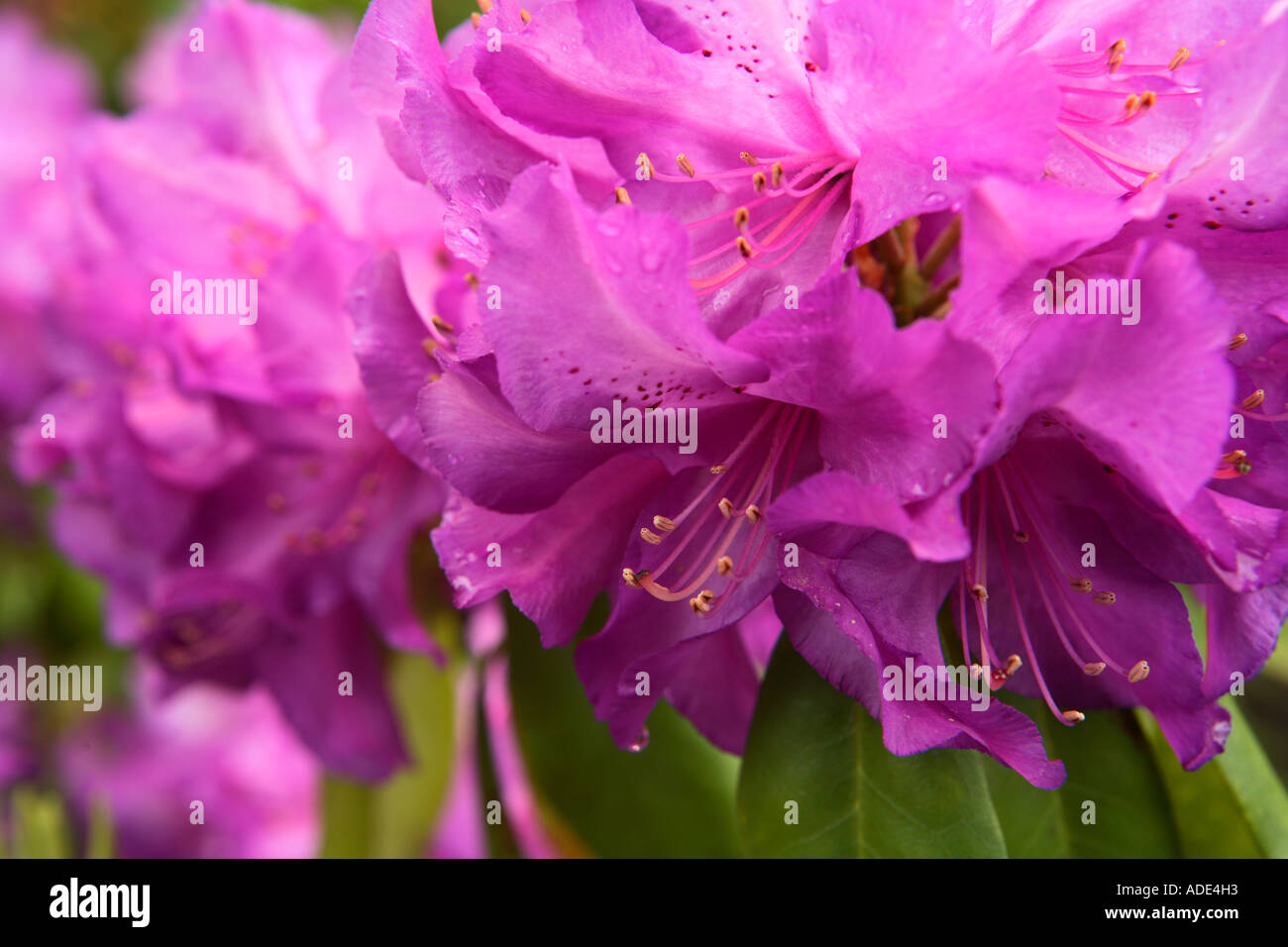 Azaleen sorten -Fotos und -Bildmaterial in hoher Auflösung – Alamy