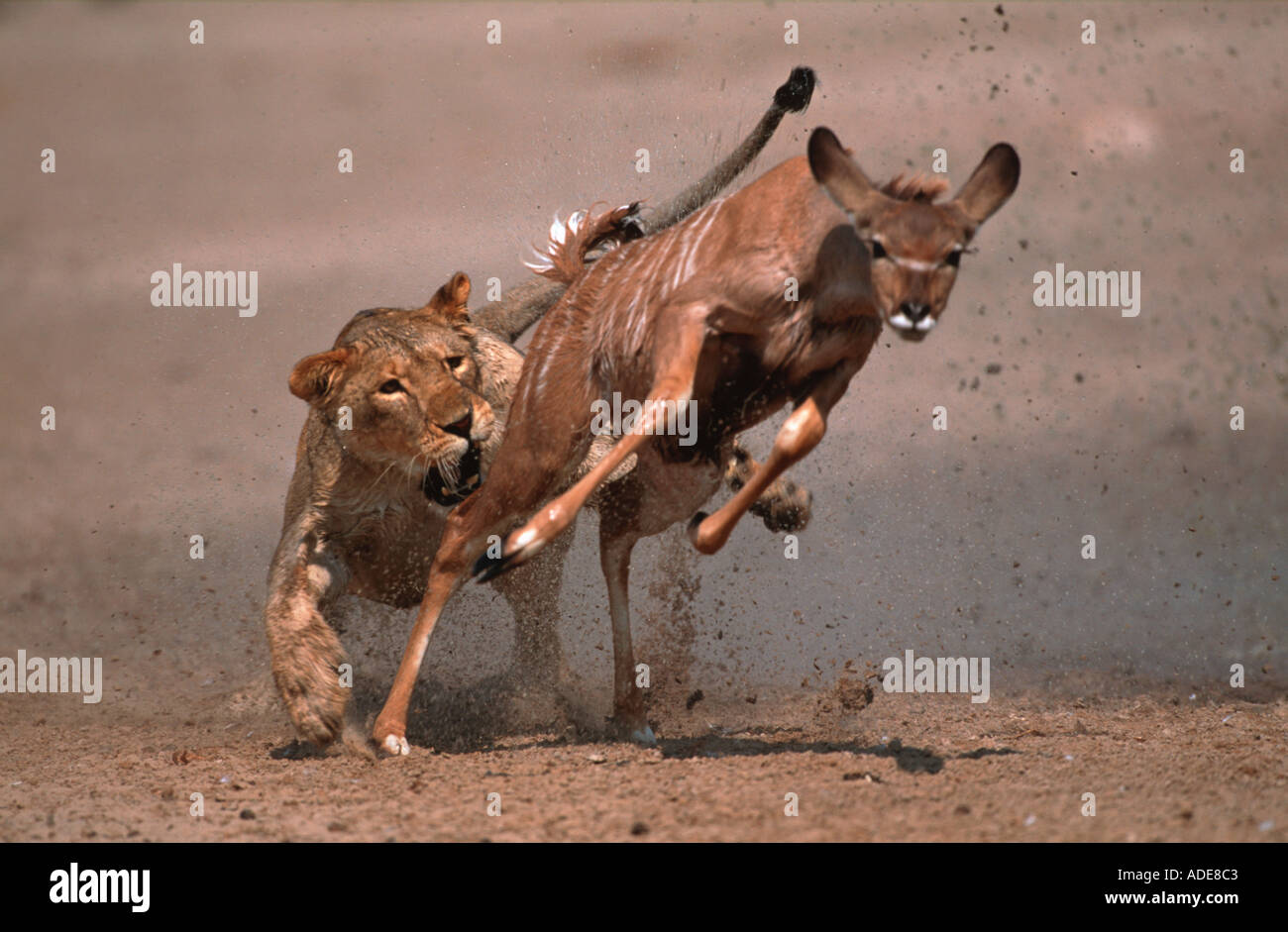 Löwe jagd antilope -Fotos und -Bildmaterial in hoher Auflösung – Alamy Löwe jagd antilope -Fotos und -Bildmaterial in hoher Auflösung – Alamy