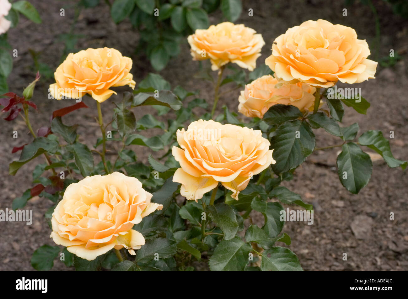 Rosa southampton -Fotos und -Bildmaterial in hoher Auflösung – Alamy