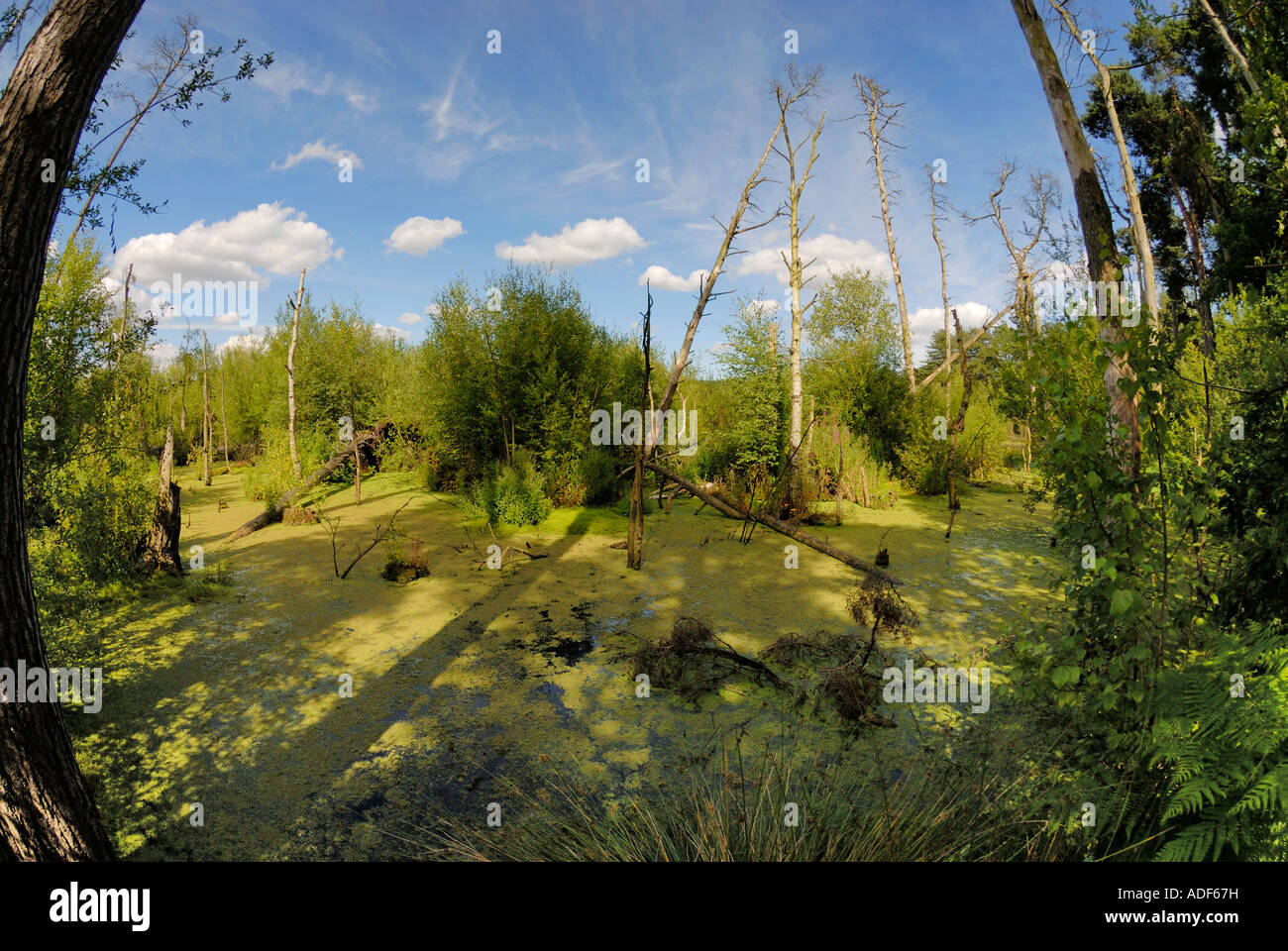 Blakemere Moss Mischwald eine Fläche von 36 Hektar von 950 Hektar Laub ...