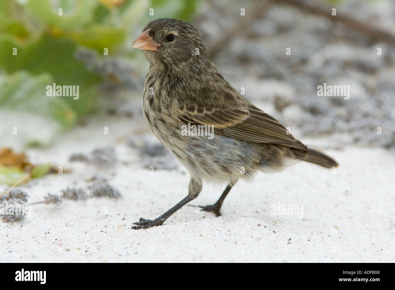 Galapagos finches -Fotos und -Bildmaterial in hoher Auflösung – Alamy