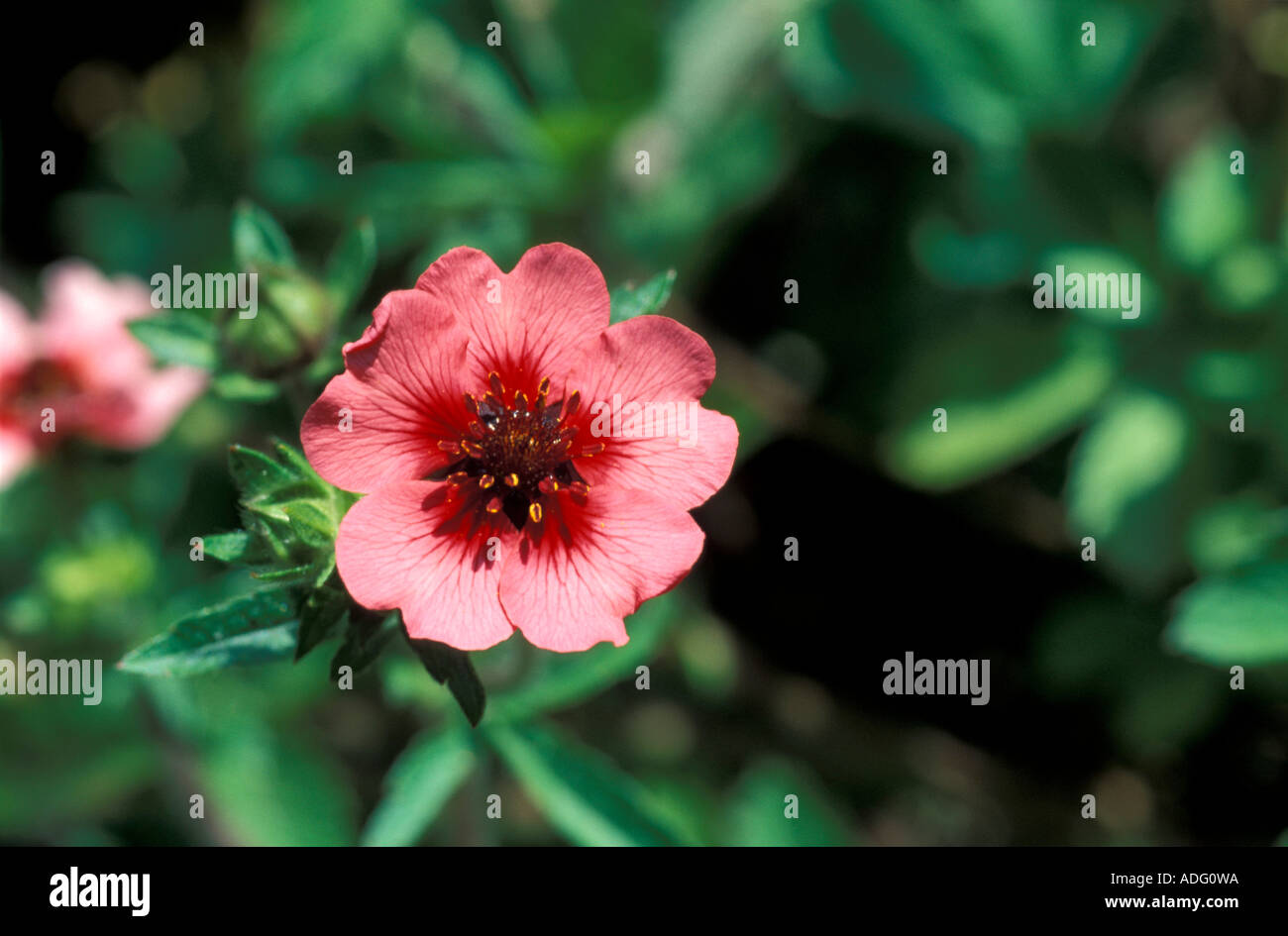 Cinquefoil potentilla nepalensis -Fotos und -Bildmaterial in hoher ...