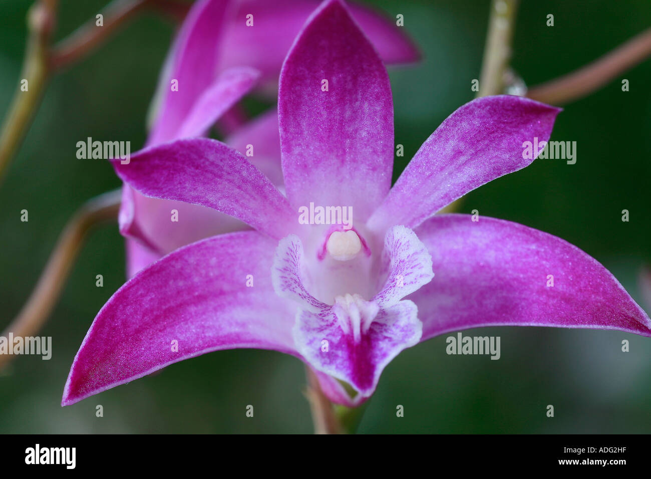 Dendrobium kingianum -Fotos und -Bildmaterial in hoher Auflösung – Alamy