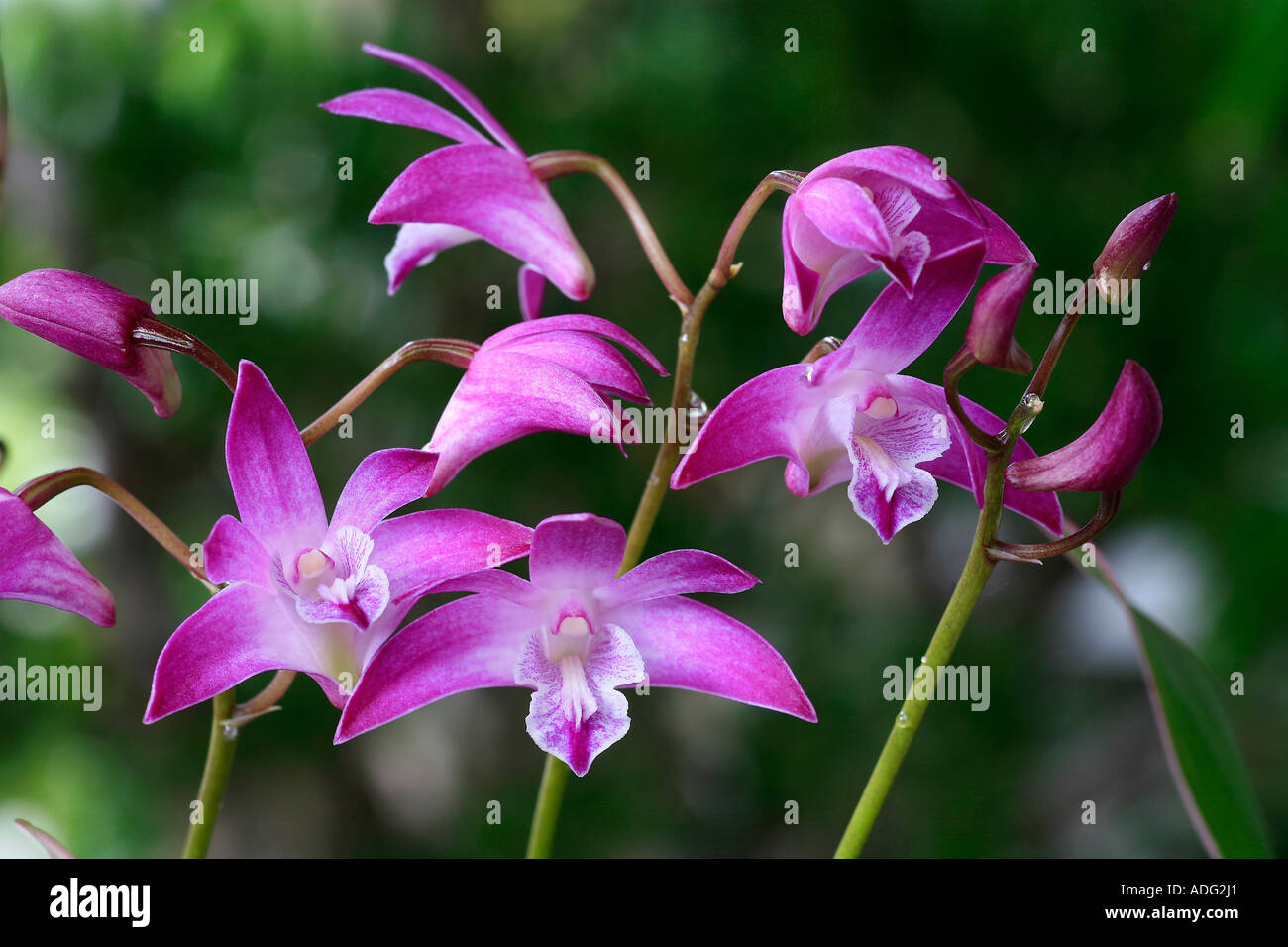 Dendrobium kingianum -Fotos und -Bildmaterial in hoher Auflösung – Alamy