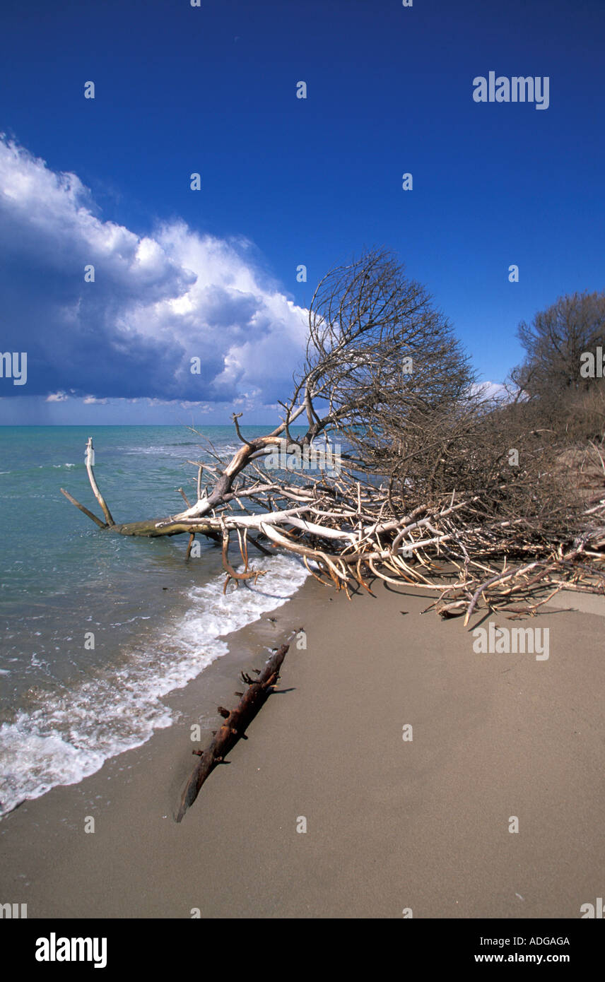Alberese strand -Fotos und -Bildmaterial in hoher Auflösung – Alamy