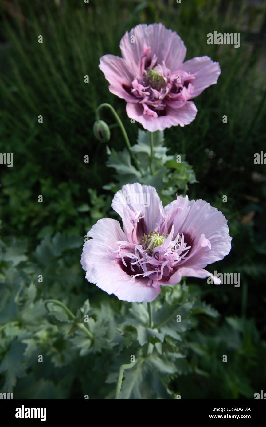 Opium mohn blumen drogen garten heroin -Fotos und -Bildmaterial in ...