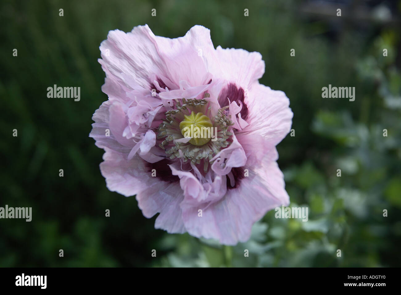 Opium mohn blumen drogen garten heroin -Fotos und -Bildmaterial in ...