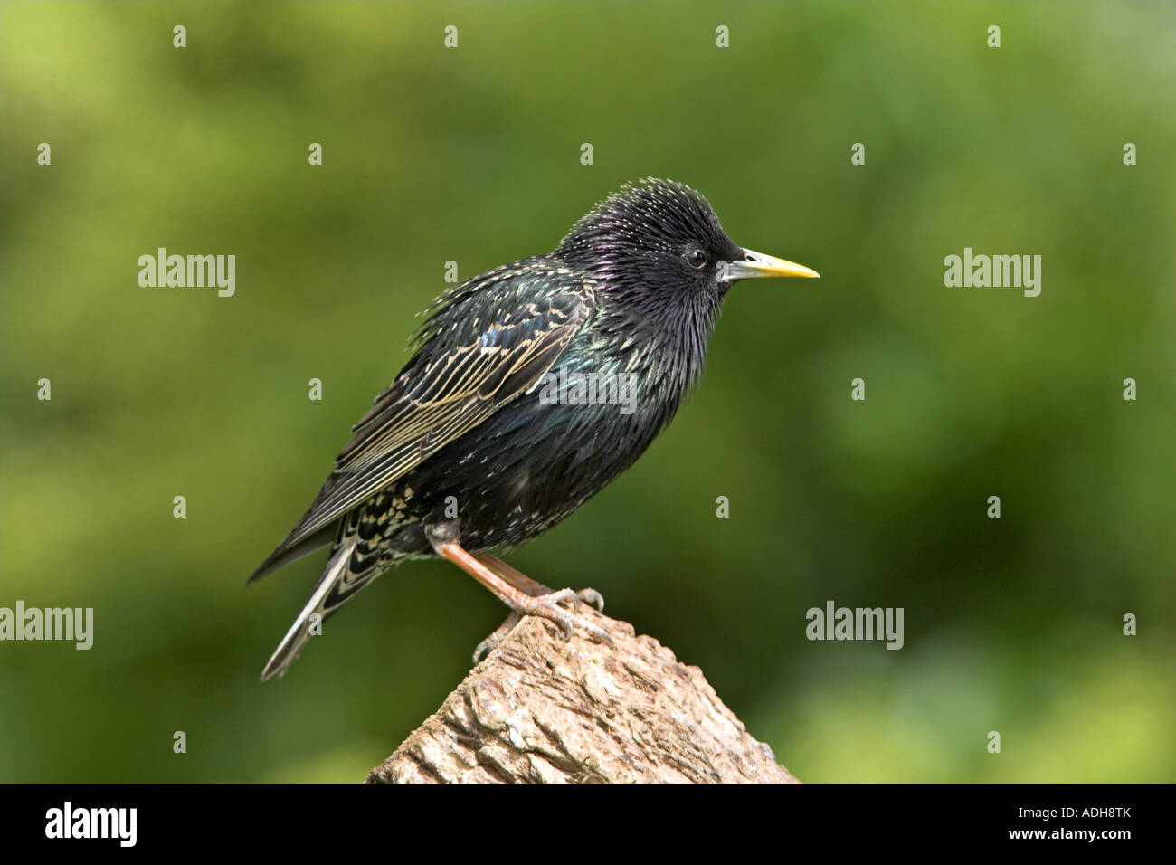 Starling Sturnus Vulgaris Erwachsener in der Zucht Gefieder thront auf ...