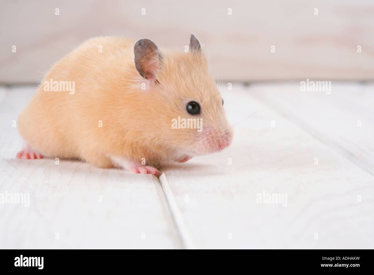 Golden hamster -Fotos und -Bildmaterial in hoher Auflösung – Alamy
