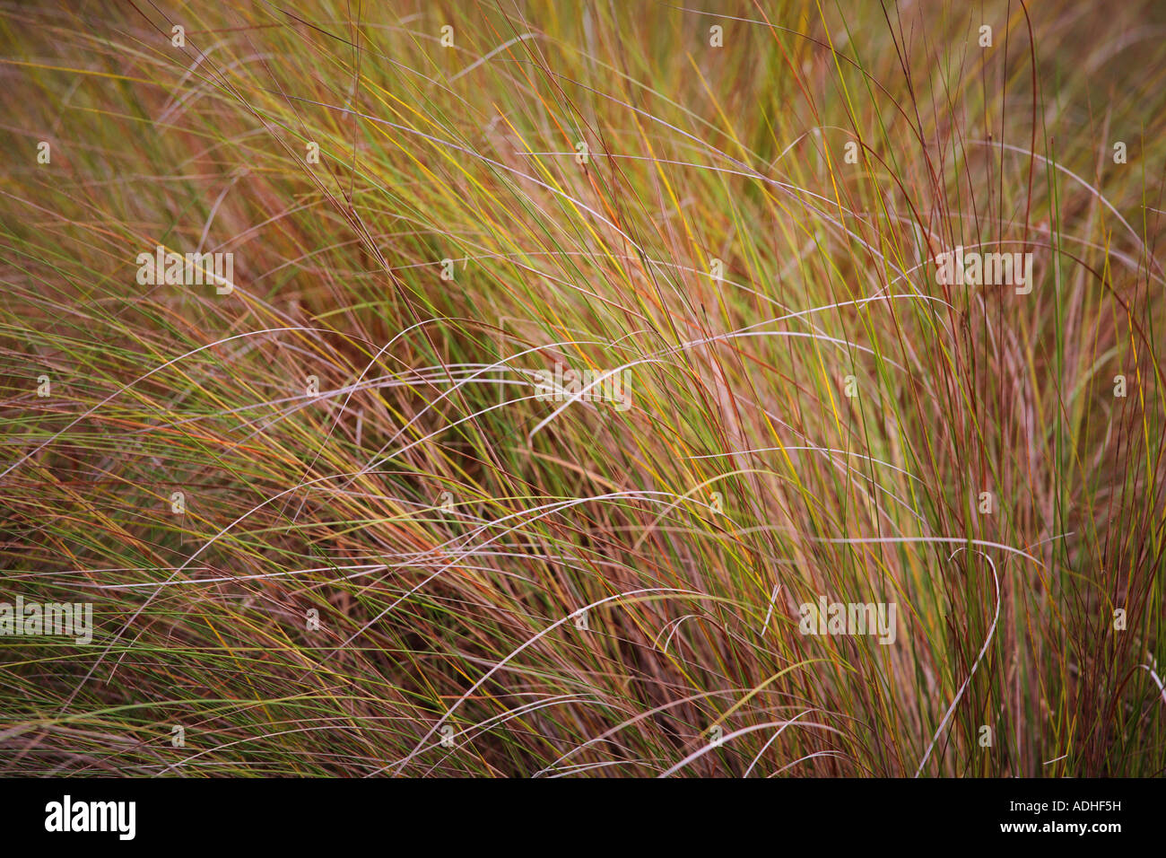 Sumpf Gräser Weide Teich trail Cumberland Island National Seashore ...