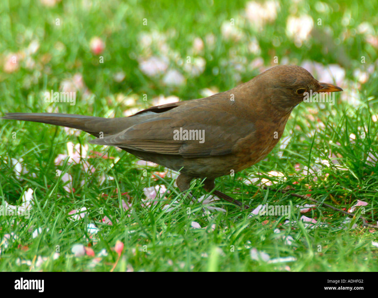 Braun gefleckter rasen Stockfotos und -bilder Kaufen - Alamy