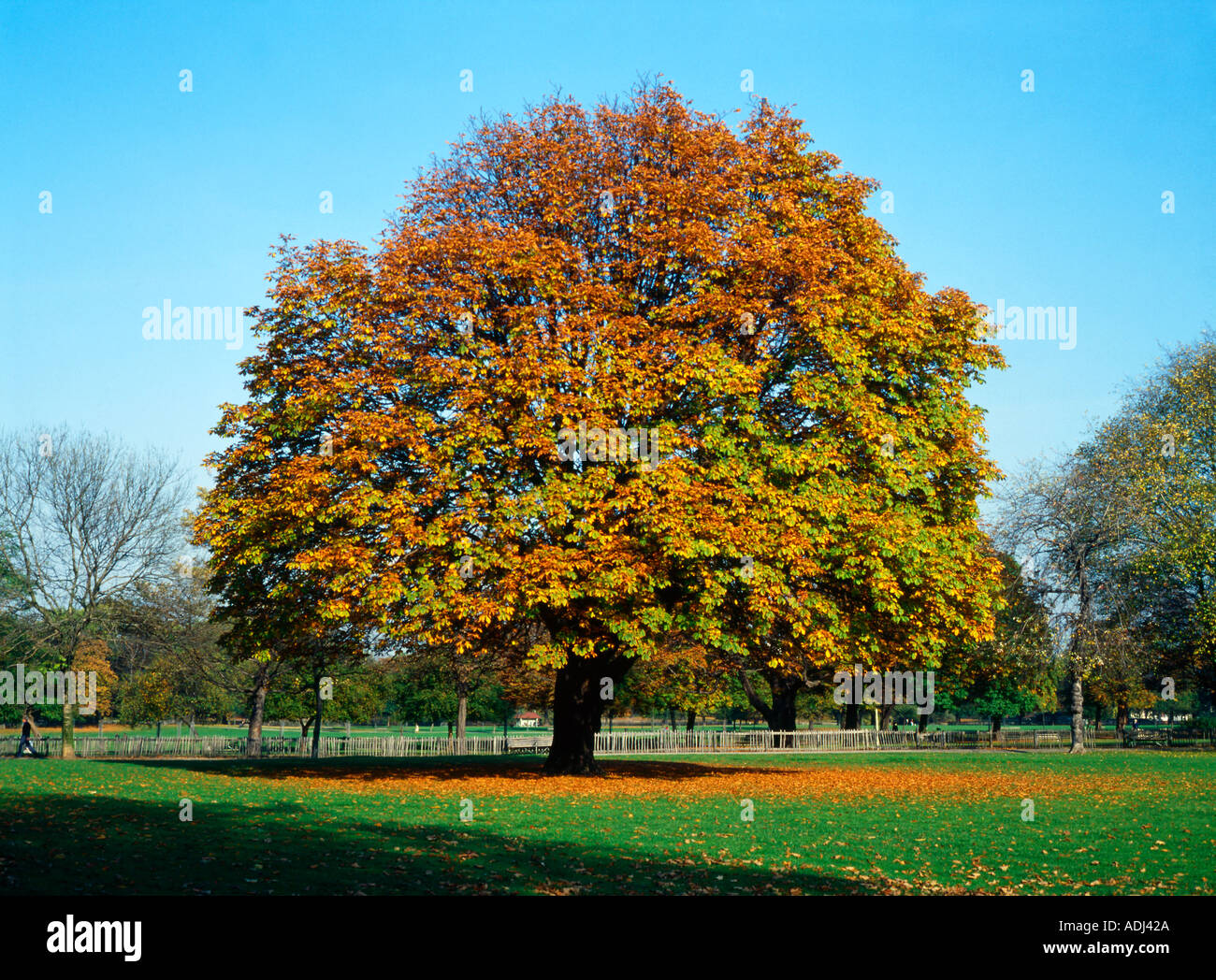 Kastanienbaum Herbst Stockfotos und -bilder Kaufen - Alamy