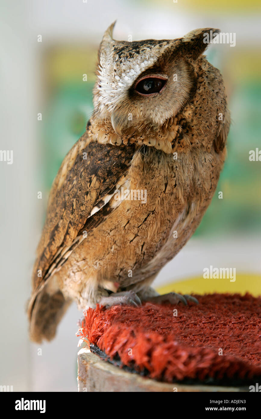 Tier Eule Schnabel Vogel schließen sich Detail Augen Federn Beute ...