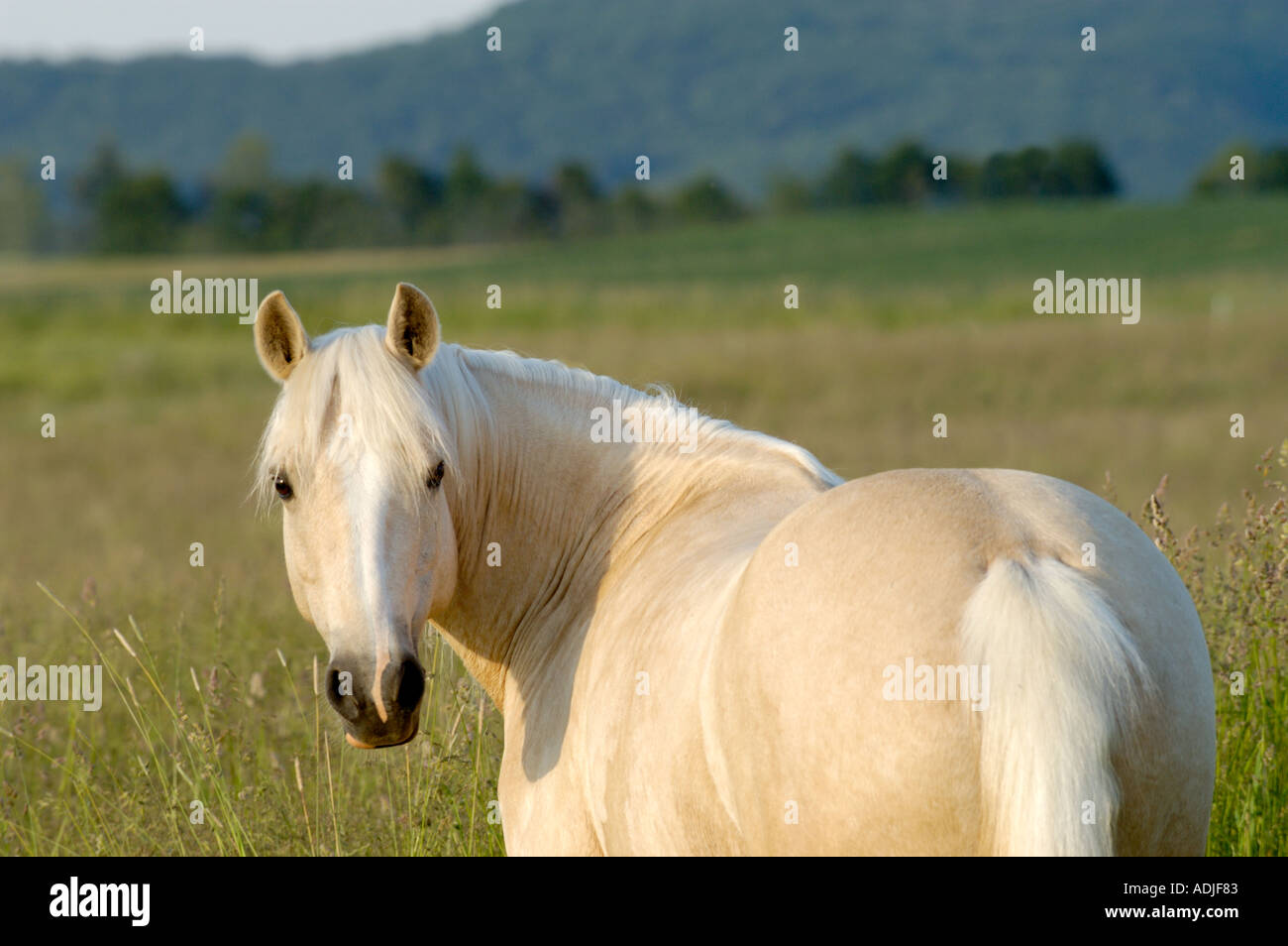 Palomino Pony Stockfotos & Palomino Pony Bilder - Alamy