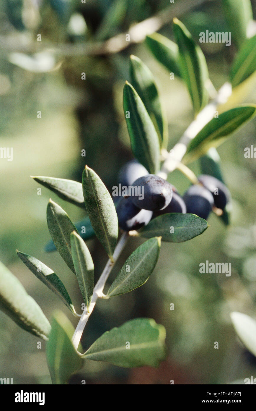 Olive Branch Close Up Stockfotos & Olive Branch Close Up Bilder - Alamy