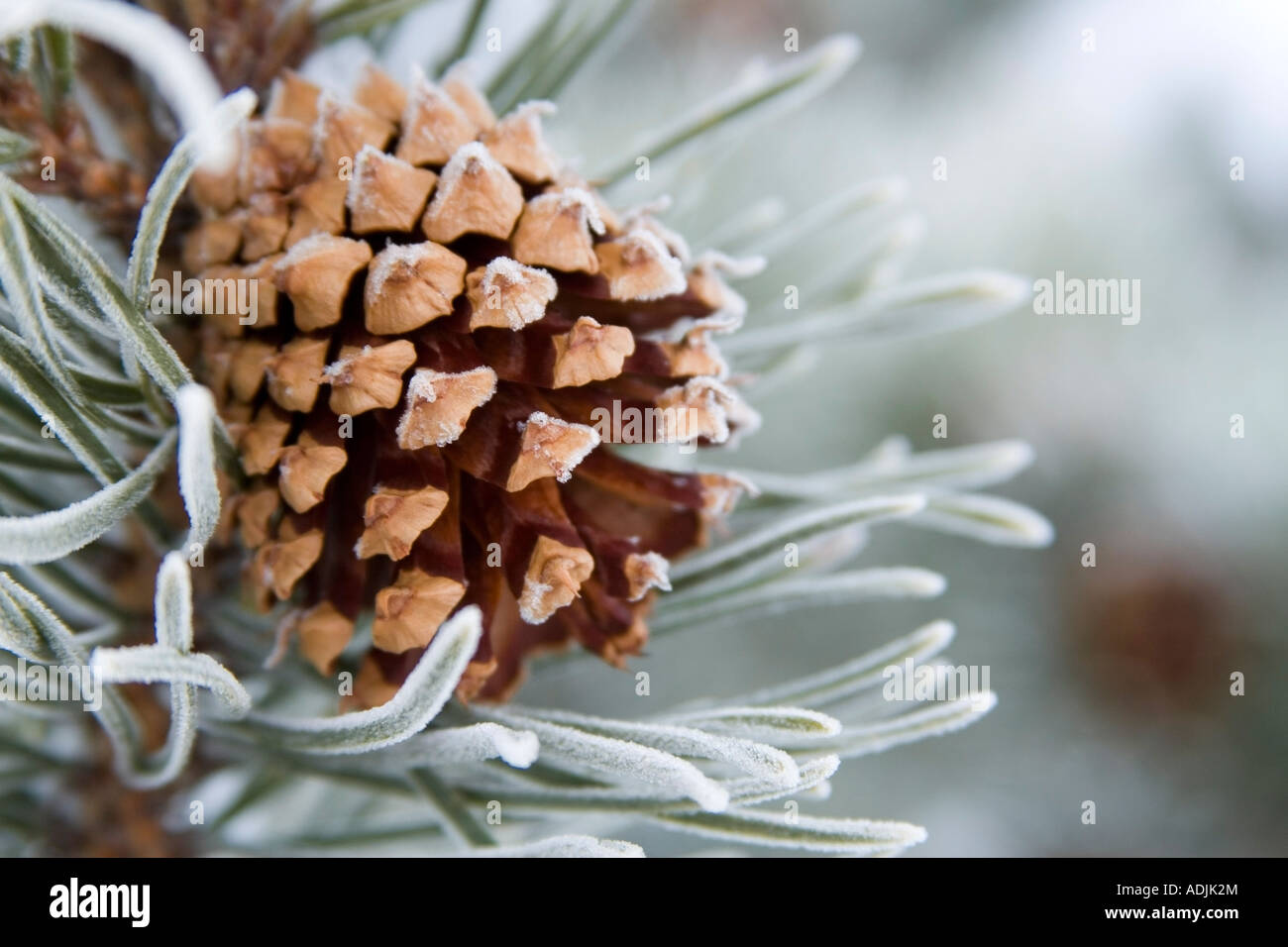 Close Up Bild der Frost Tannenzapfen auf Ast im Winter überdacht ...