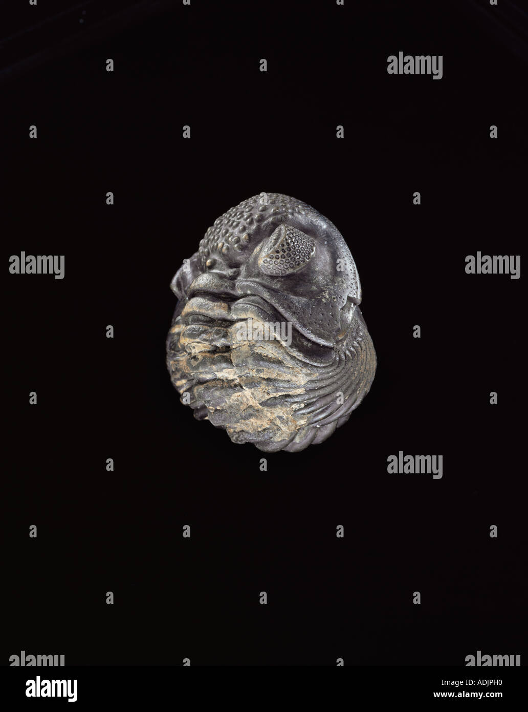 Phacops rana -Fotos und -Bildmaterial in hoher Auflösung – Alamy