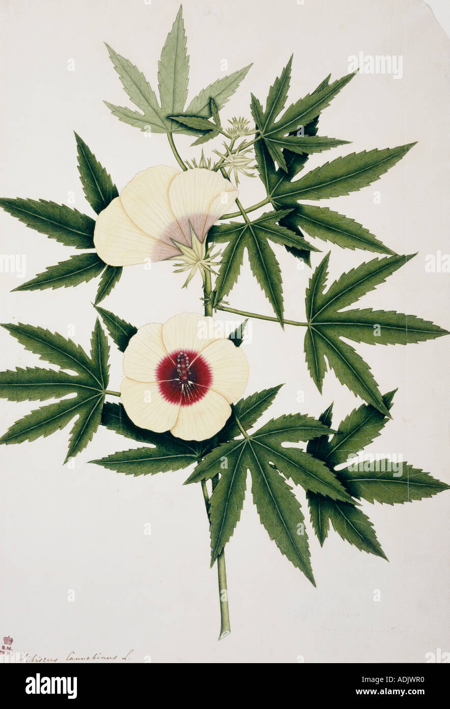 Hibiscus cannabinus store