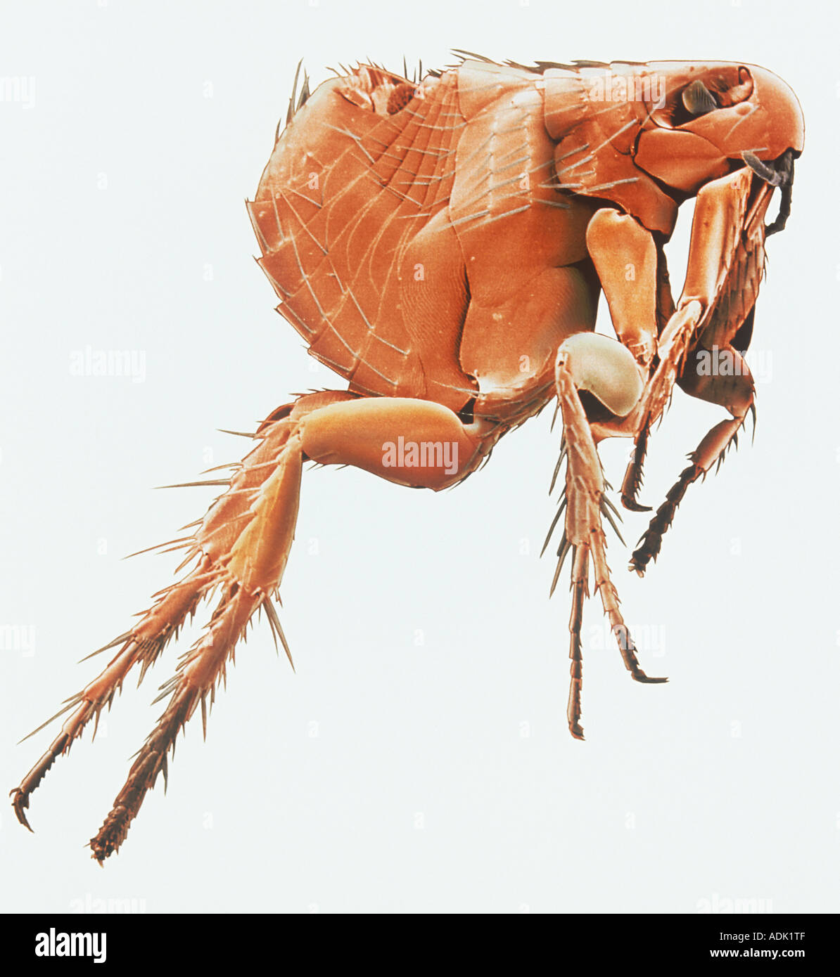 Der Floh Stockfotos und -bilder Kaufen - Alamy