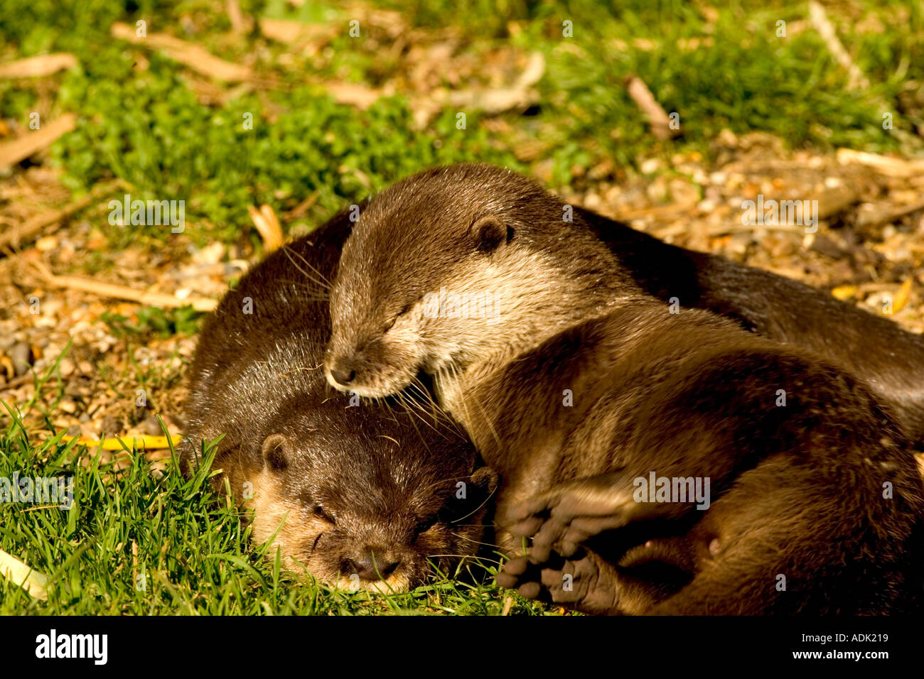 Gefangene otter spielen -Fotos und -Bildmaterial in hoher Auflösung – Alamy