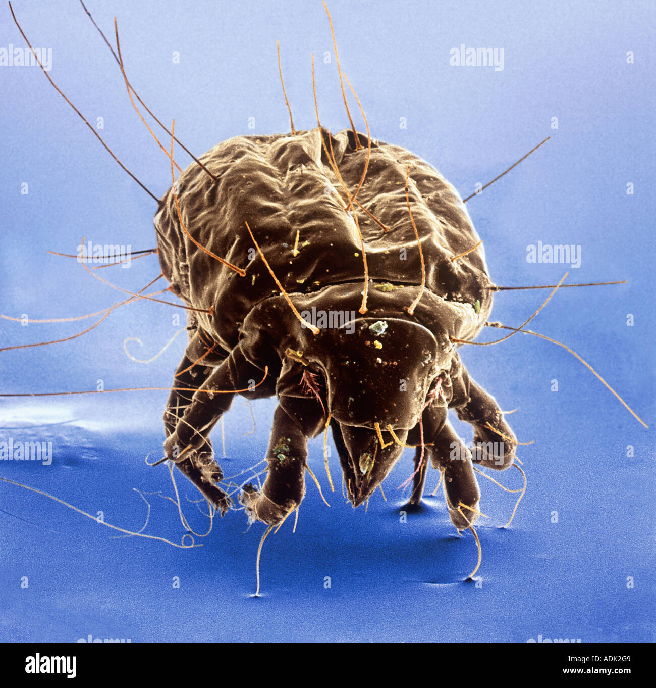 Milbe käse -Fotos und -Bildmaterial in hoher Auflösung – Alamy