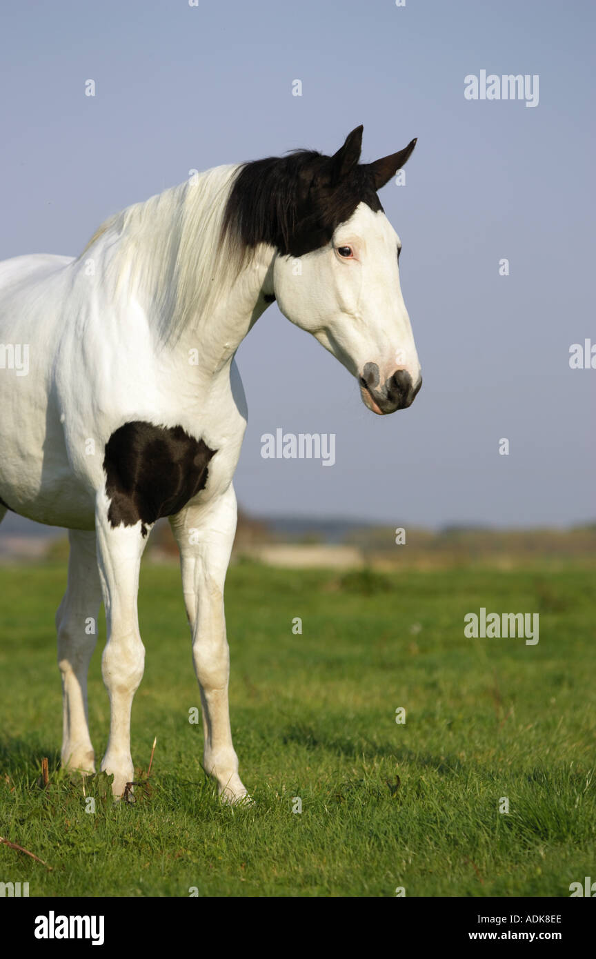 Pinto Pferd Stockfotos und -bilder Kaufen - Alamy