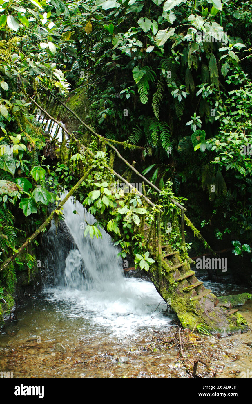 Stufen zum Wasserfall REINA im Nationalpark Mindo-Nambillo in Ecuador ...