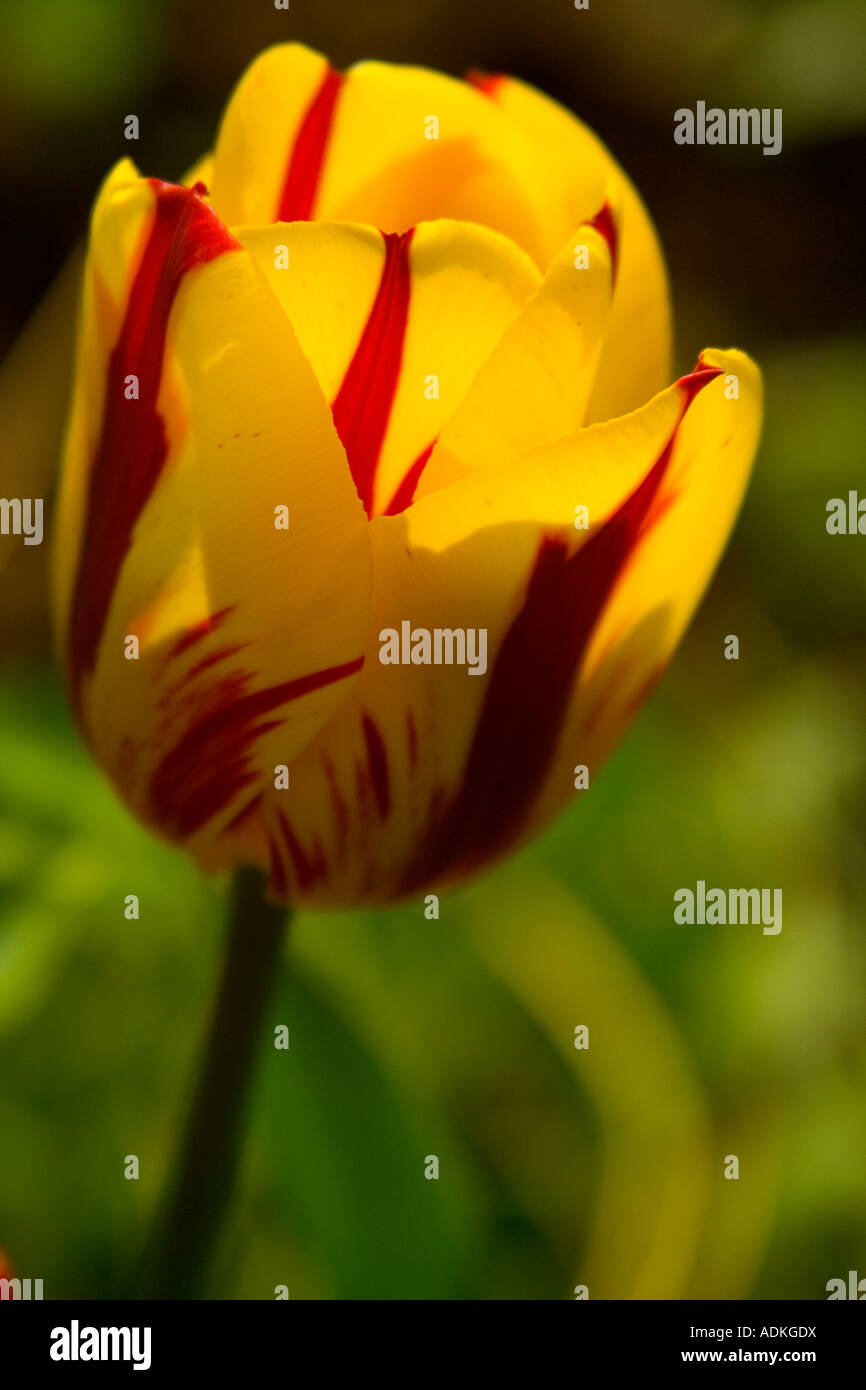 Blütenstand der gelbe Tulpe mit roten Flecken auf den unscharfen Hintergrund Stockfotografie - Alamy