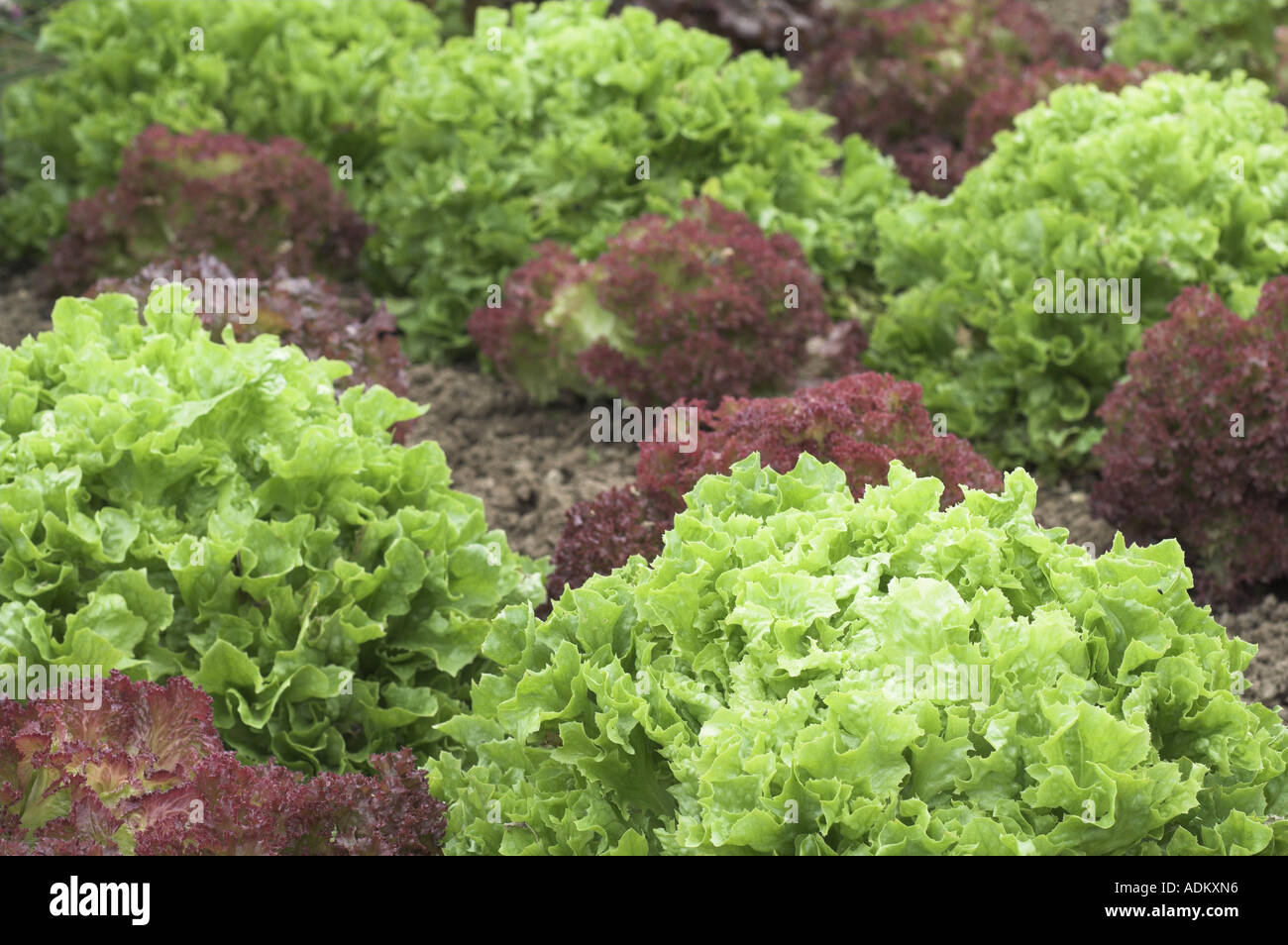 Lollo rosso salate -Fotos und -Bildmaterial in hoher Auflösung – Alamy