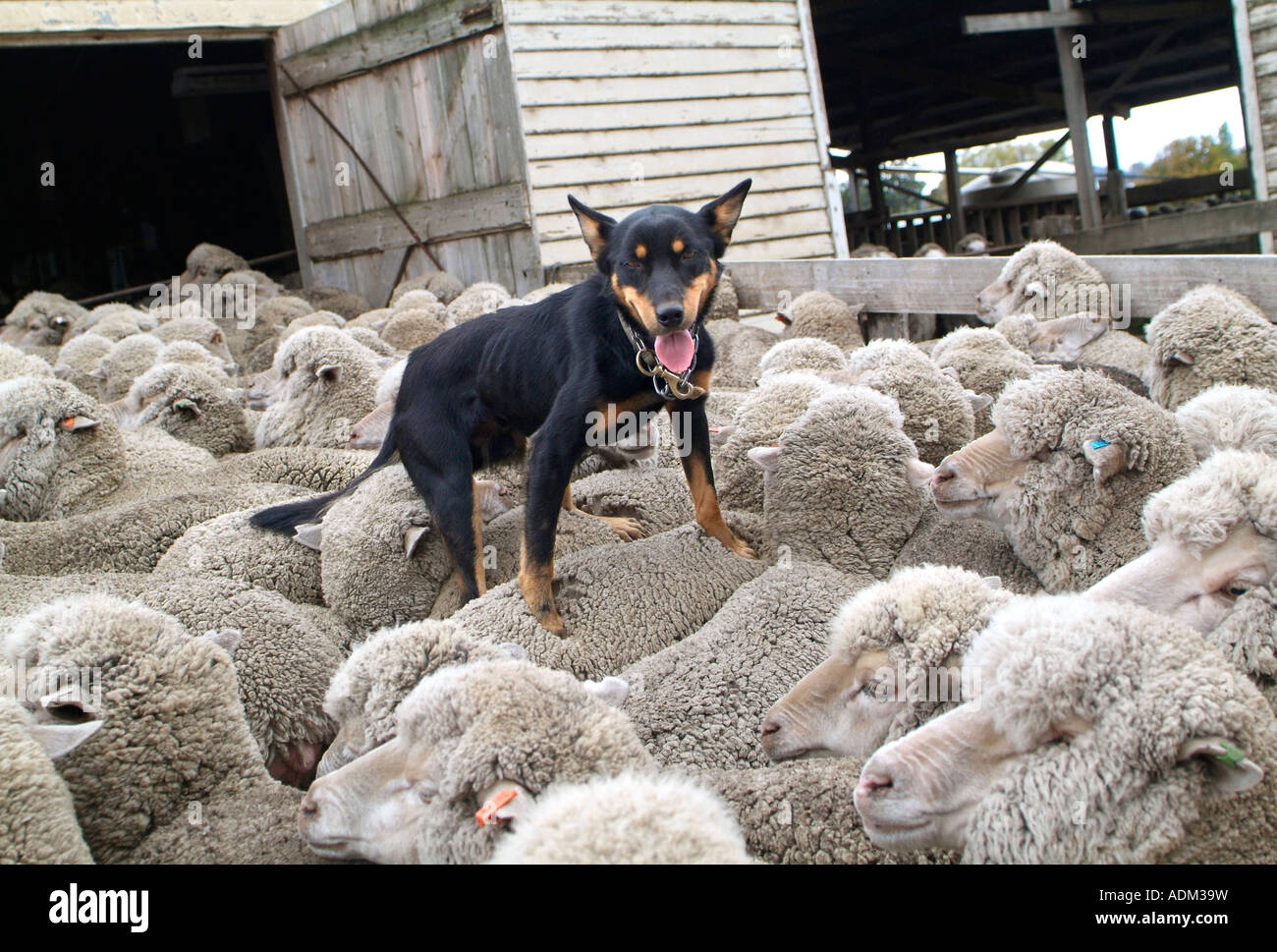 Kelpie australischer viehhund -Fotos und -Bildmaterial in hoher ...