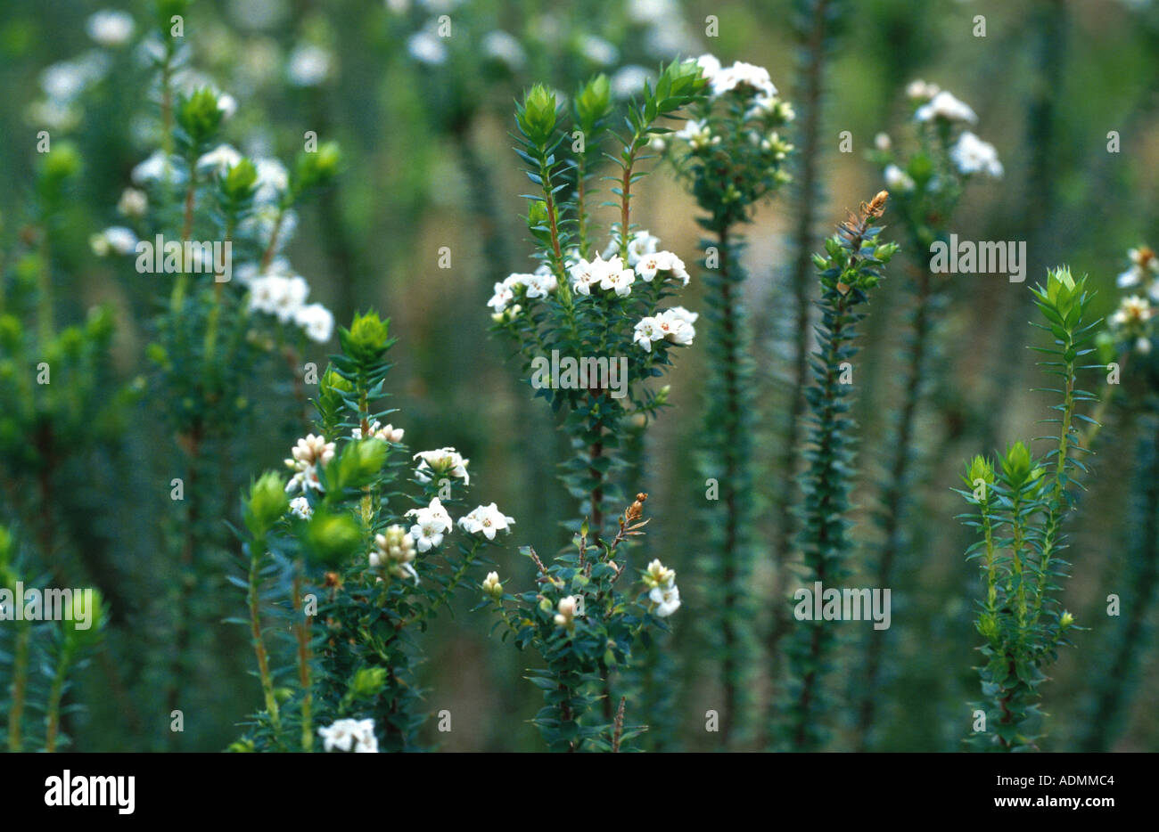 Epacridaceae familie -Fotos und -Bildmaterial in hoher Auflösung – Alamy