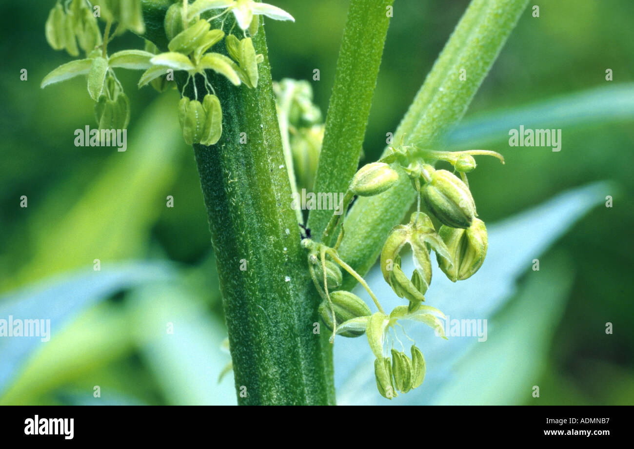 Mary Jane Stockfotos und -bilder Kaufen - Alamy