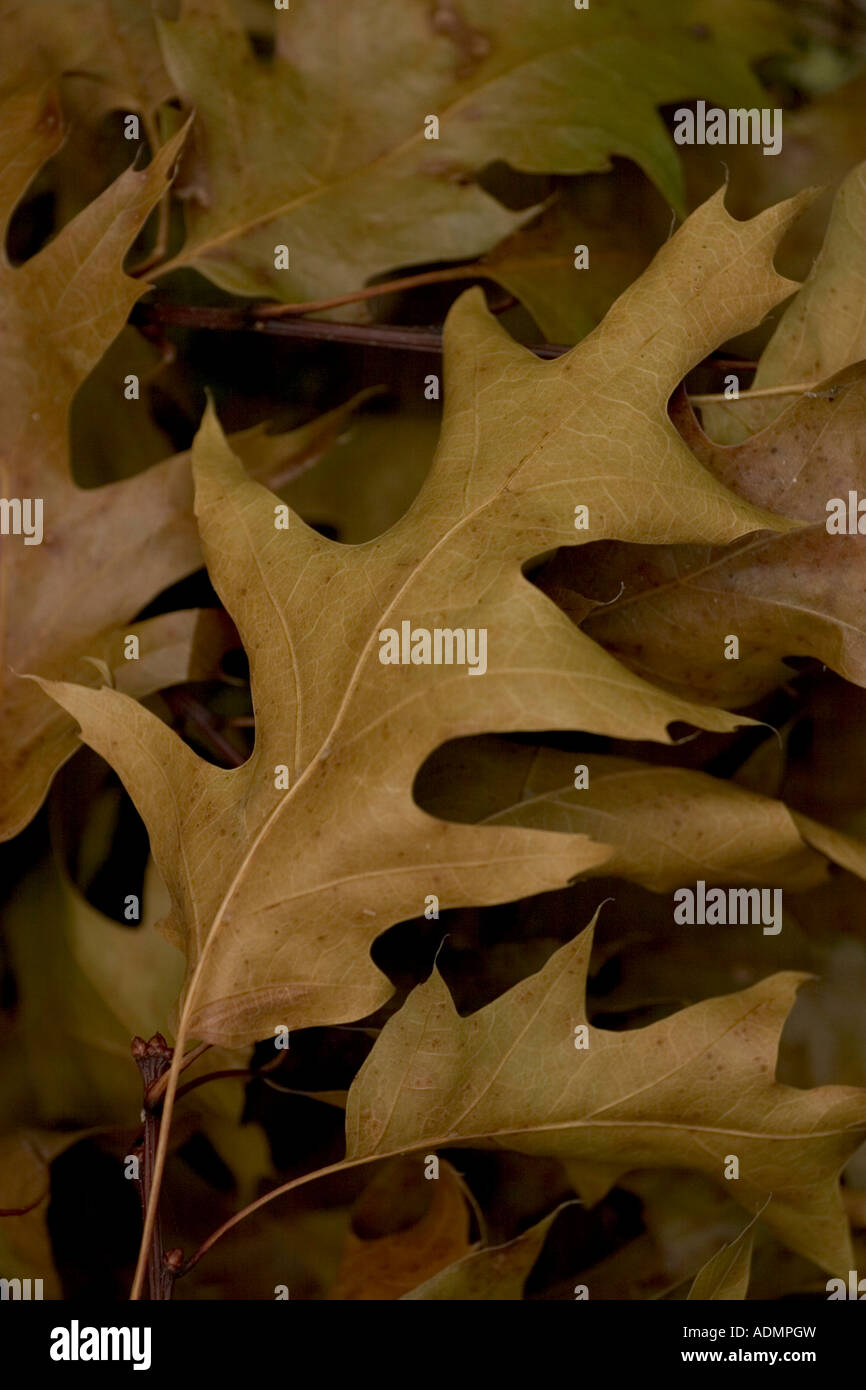 Laub eiche -Fotos und -Bildmaterial in hoher Auflösung - Seite 2 - Alamy