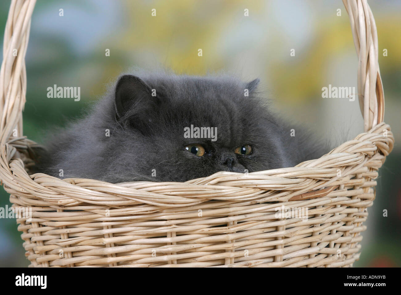 Versteckte katze -Fotos und -Bildmaterial in hoher Auflösung – Alamy