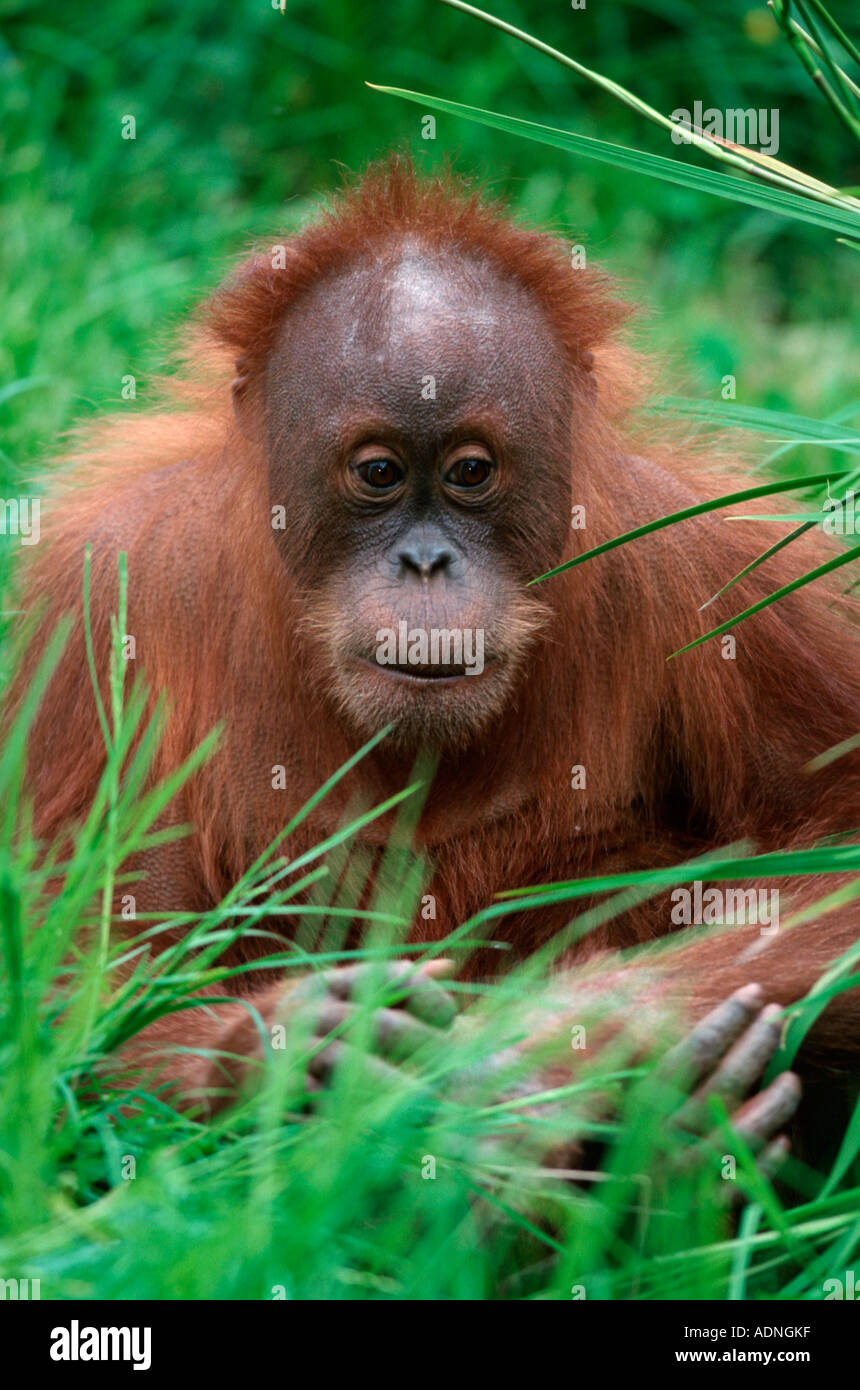Sumatran orang utan -Fotos und -Bildmaterial in hoher Auflösung – Alamy