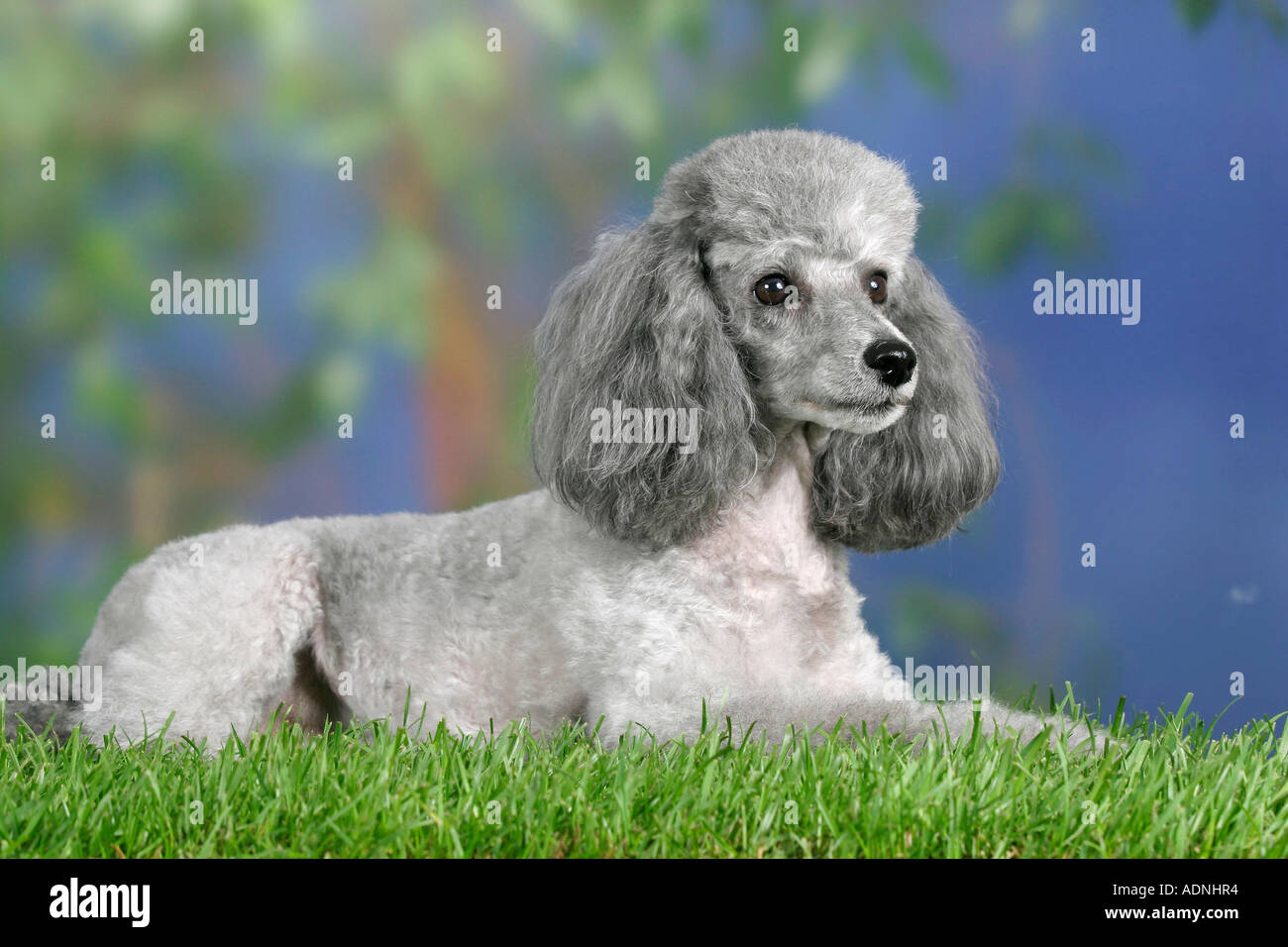 Silver toy poodle -Fotos und -Bildmaterial in hoher Auflösung – Alamy