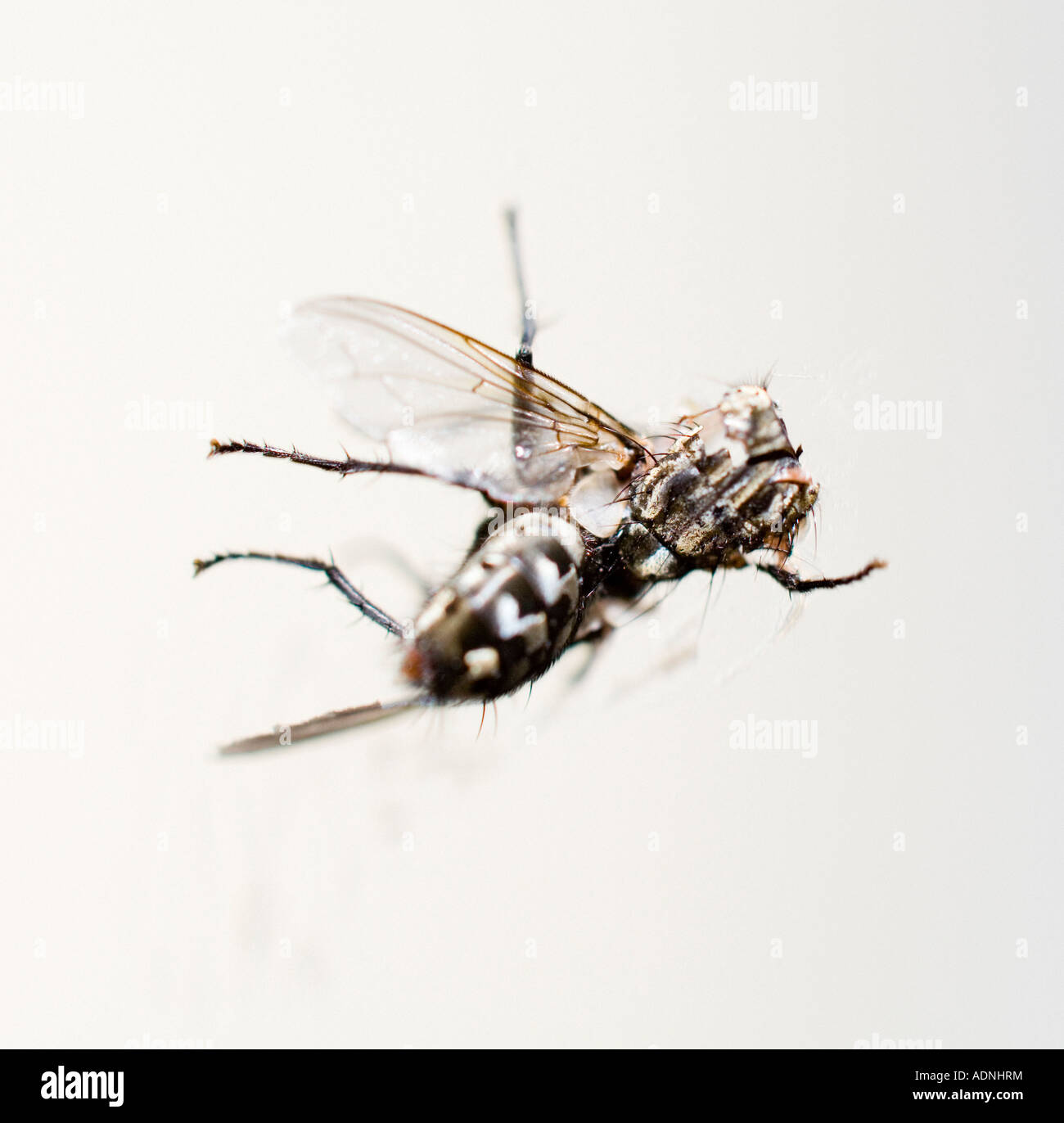 Tote fliege -Fotos und -Bildmaterial in hoher Auflösung – Alamy
