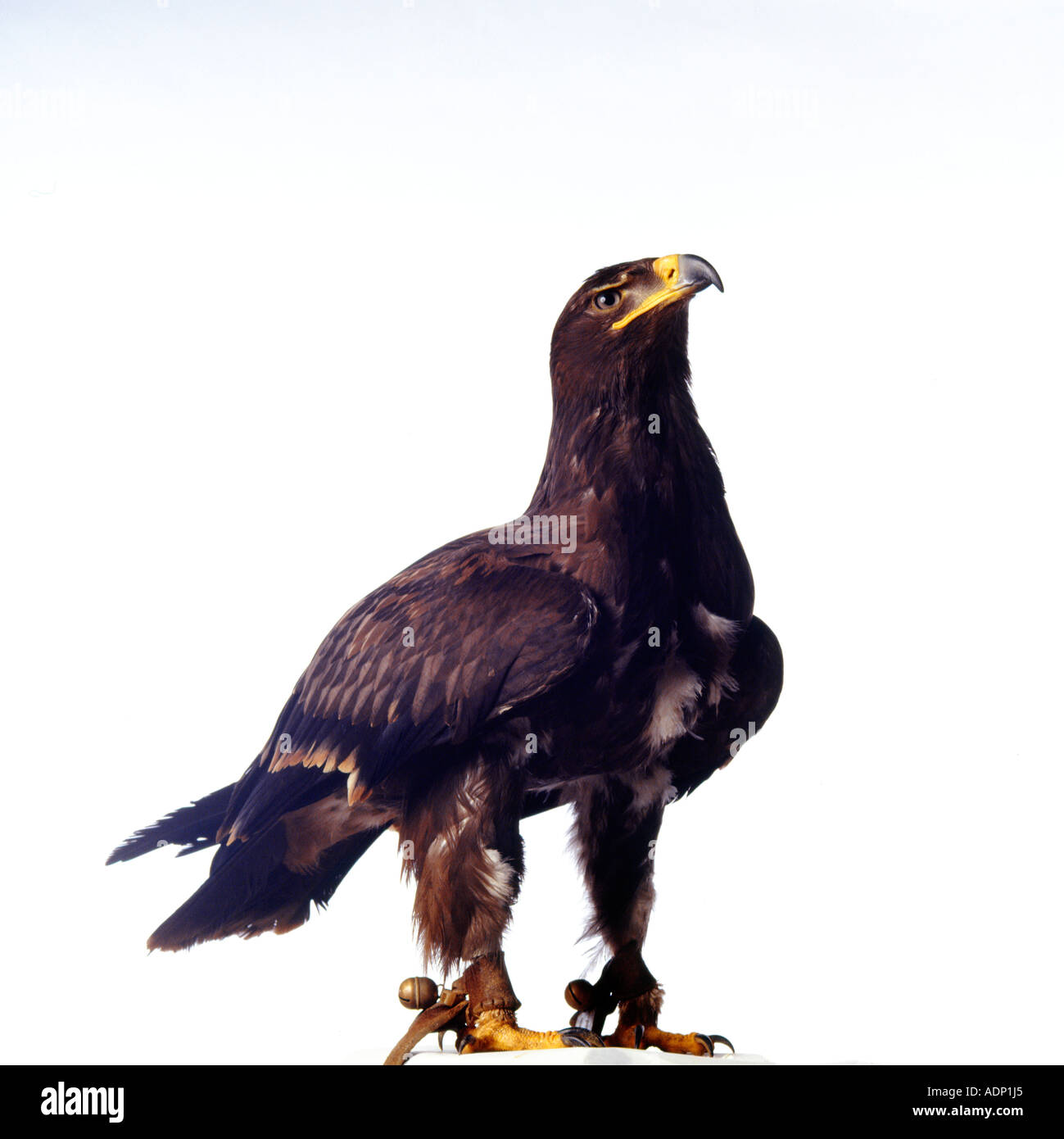 Stone eagle -Fotos und -Bildmaterial in hoher Auflösung – Alamy