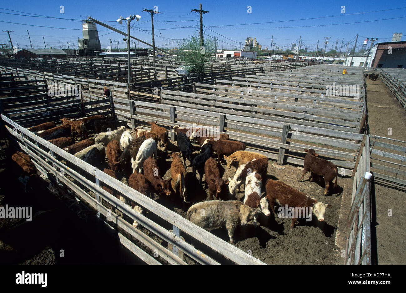 Cattle Farming Usa Texas Stockfotos und -bilder Kaufen - Alamy