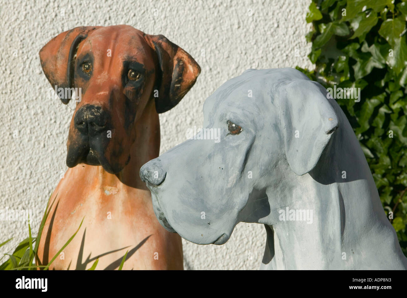 Graue deutsche dogge -Fotos und -Bildmaterial in hoher Auflösung – Alamy