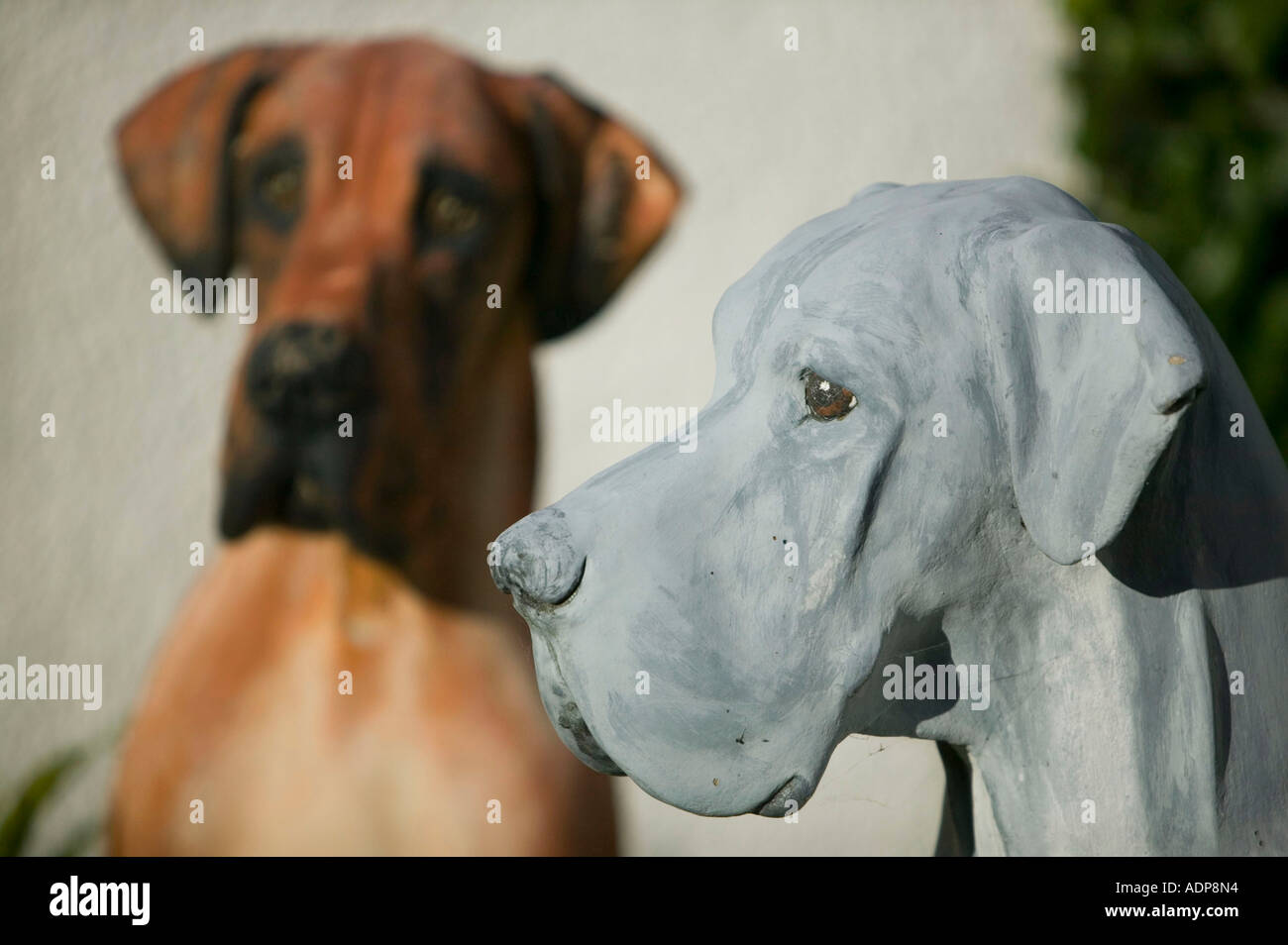 Graue deutsche dogge -Fotos und -Bildmaterial in hoher Auflösung – Alamy