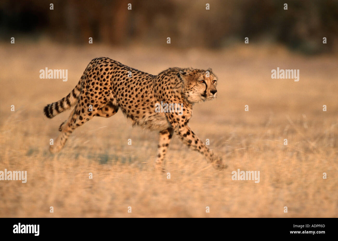 Geparden Namibias Acinonyx Jubatus Gepard Namibia Afrika Afrika ...