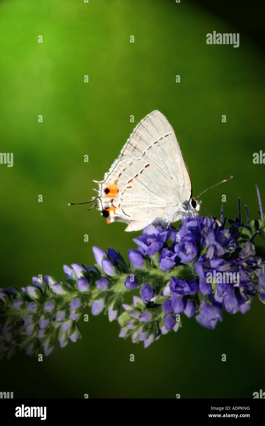 Marius hairstreak butterfly -Fotos und -Bildmaterial in hoher Auflösung – Alamy